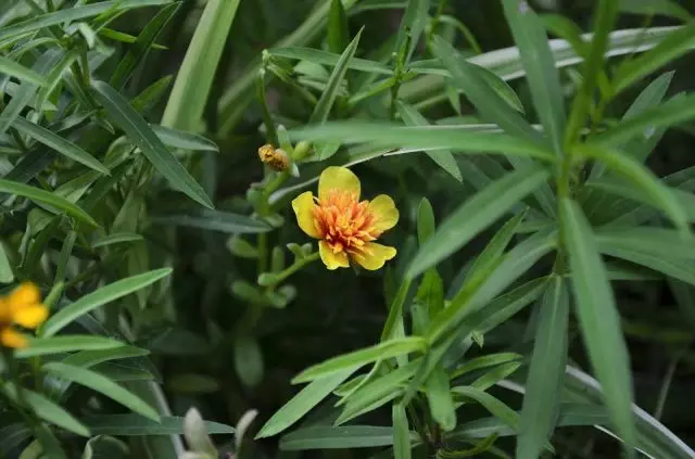 Tarragon: tumbuh dan merawat di lapangan terbuka, menanam benih, memangkas untuk musim dingin, cara menyebarkan 7664_8