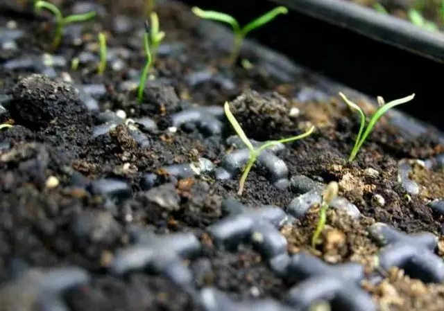 Tarragon: lumalaki at nagmamalasakit sa bukas na bukirin, nagtatanim ng mga binhi, pruning para sa taglamig, kung paano magpalaganap 7664_9