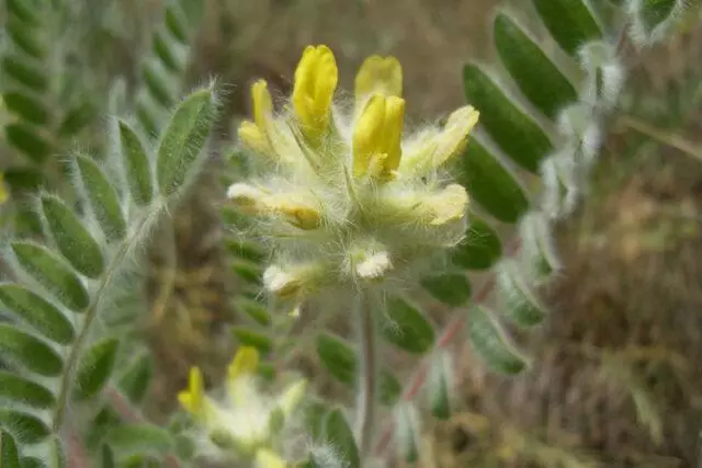 Astragalus bil-fjuri bis-suf (bil-fjuri fluffy): fejn jikber fir-Russja, x'fiq, juża fil-mediċina folkloristika, riċetti, ħsara, reviżjonijiet tat-tobba, ritratti 7671_1