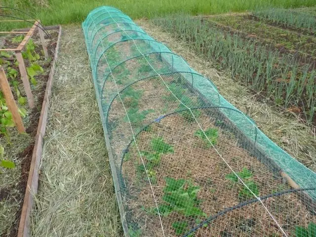 How to cover the paths between the beds from weeds 767_6