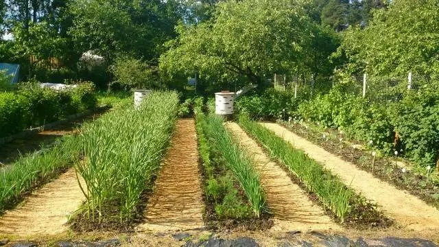 Yataqlar arasındakı yolları alaq otlarından necə örtmək olar 767_7