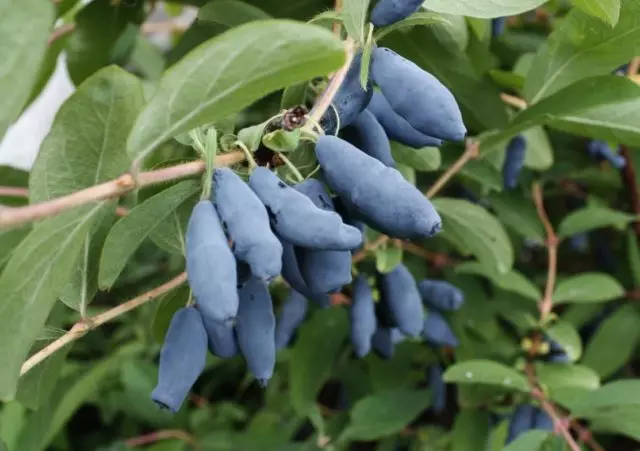 Honeysuckle tinktúra otthon: egyszerű receptek vodkához, holdfényhez, alkoholhoz 7686_1