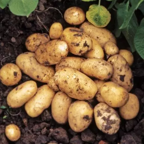 Ang pinakamahusay na mga varieties ng patatas para sa gitnang Russia + mga larawan, mga pagsusuri 7688_18