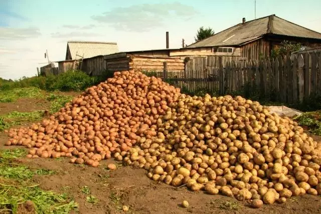 Les millors varietats de patata per a Rússia central + fotos, comentaris 7688_19