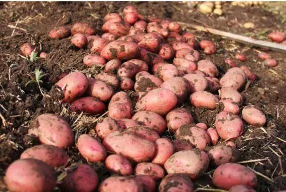 De beste aardappelrassen voor centraal Rusland + foto's, reviews 7688_2