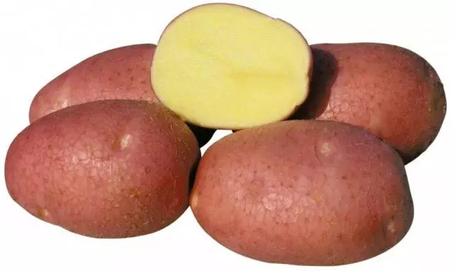 Ang pinakamahusay na mga varieties ng patatas para sa gitnang Russia + mga larawan, mga pagsusuri 7688_5