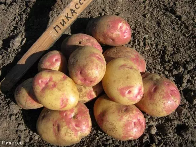 Ang pinakamahusay na mga varieties ng patatas para sa gitnang Russia + mga larawan, mga pagsusuri 7688_8