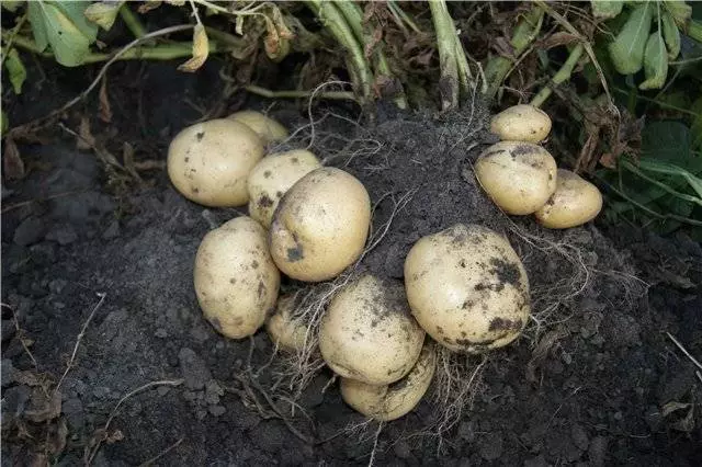 ഉരുളക്കിഴങ്ങ് സാന്ത: വൈവിധ്യ വിവരണം, ഫോട്ടോകൾ, അവലോകനങ്ങൾ 7689_4