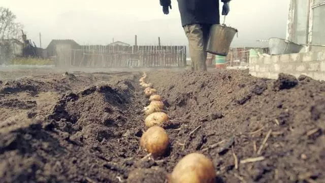 Kartof Şaxta baba: çeşid təsviri, fotoşəkillər, rəylər 7689_7