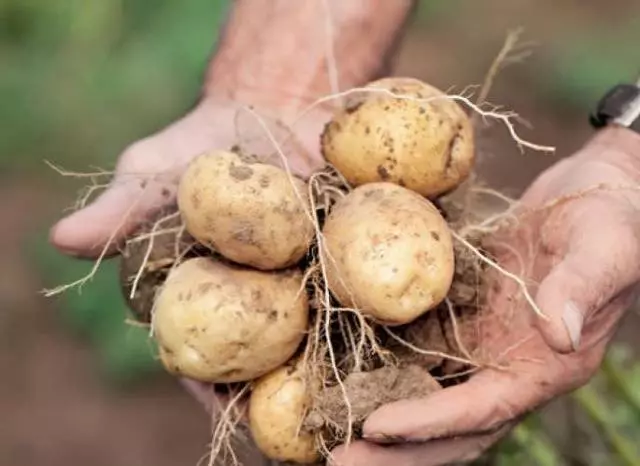 Patate Blueness: descrizione, varietà, foto, recensioni 7695_3