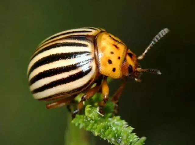 Aardappelblauheid: beskriuwing, fariëteiten, foto's, resinsjes 7695_5