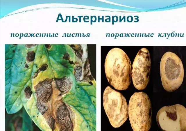 Tatws Alternaria: llun 7697_3