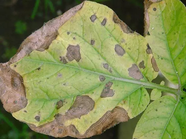 Tatws Alternaria: llun 7697_7