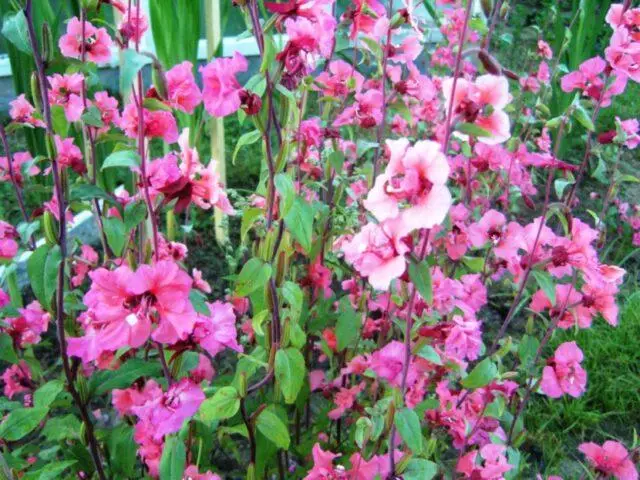 Clarkia graciös: växer från frön, när man planterar för plantor, foto av blommor i en rabatt