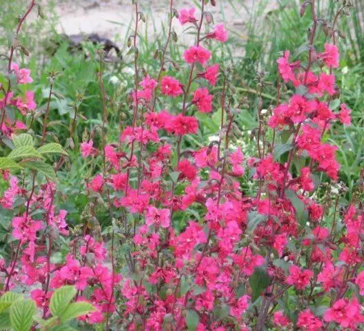 Clarkia חינני: צומח מזרעים, מתי לשתול לשתילים, צילום של פרחים בערוגה 76_2