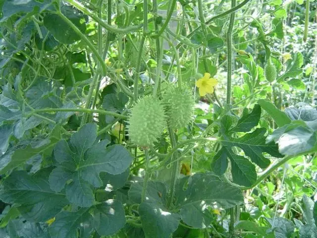 Anguria (Antillean cucumber): ano ito, ang mga benepisyo at pinsala, paglilinang, pagsusuri 7704_11