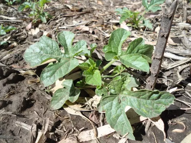 Anguria (Antillean cucumber): ano ito, ang mga benepisyo at pinsala, paglilinang, pagsusuri 7704_12