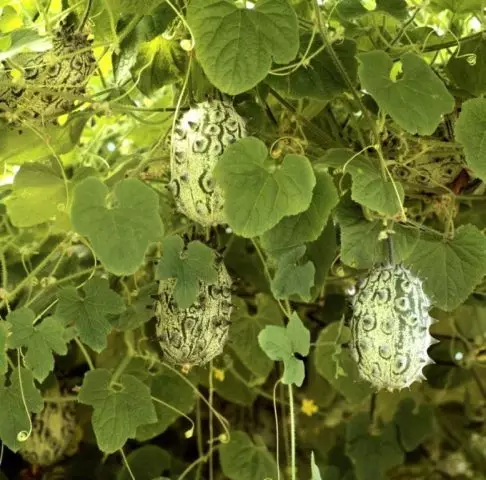 অ্যাঙ্গুরিয়া (অ্যান্টিলিয়ান শসা): এটি কী, সুবিধা এবং ক্ষতি, চাষ, পর্যালোচনা 7704_3