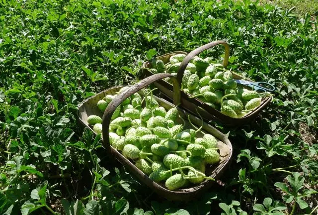 Anguria (Antillean cucumber): ano ito, ang mga benepisyo at pinsala, paglilinang, pagsusuri 7704_7