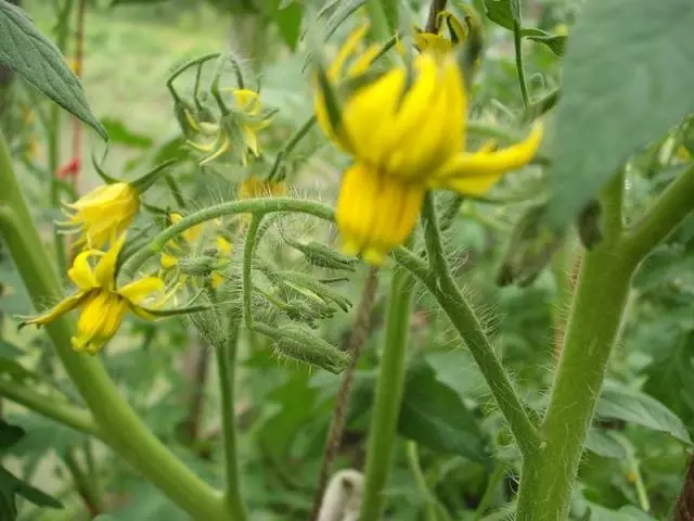 開花中のトップドレッシングトマト 7713_1