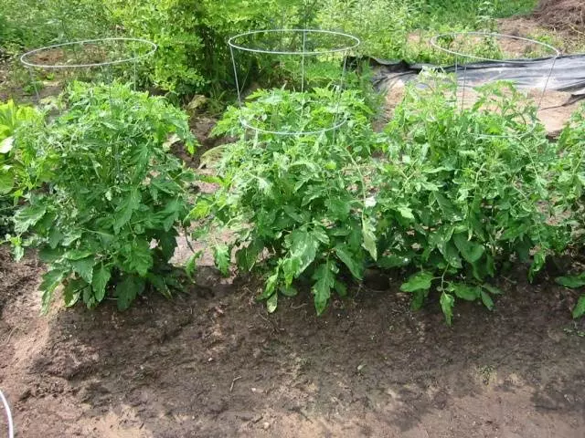 Tomate Taimyr: características y descripción de la variedad. 7716_5