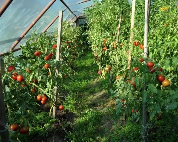 Tomate Taimyr: características y descripción de la variedad. 7716_6