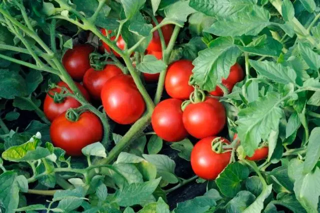 Tomate Taimyr: características y descripción de la variedad. 7716_7