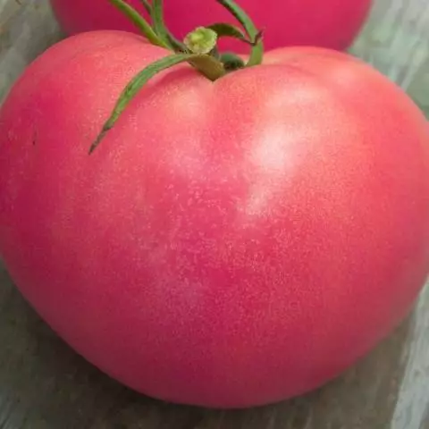 Tomato First-grader: paghulagway, pagsusi, litrato 7717_4