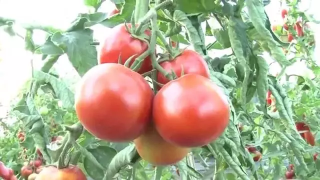 Tomato First-grader: paghulagway, pagsusi, litrato 7717_6