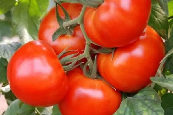 Tomato Lark: ลักษณะและคำอธิบายของความหลากหลาย 7718_1