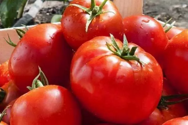 Tomate Lark: barietatearen ezaugarriak eta deskribapena 7718_2