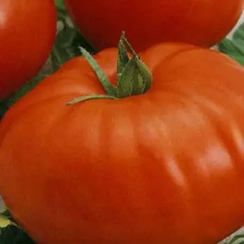 Tomate Lark: barietatearen ezaugarriak eta deskribapena 7718_3