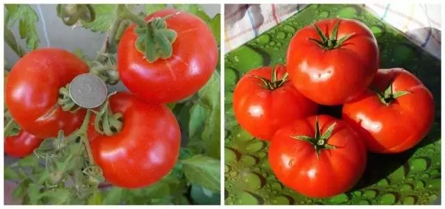 Tomate Lark: barietatearen ezaugarriak eta deskribapena 7718_4