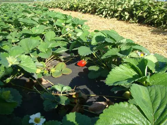 Onkruidbestridingfilm foar aardbeien