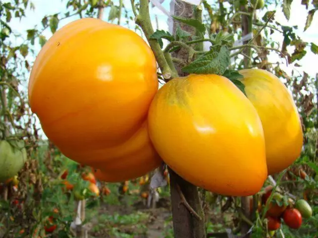 Tomate Golden Domes: caracteristici și descrierea soiului, fotografii, recenzii, cine a plantat, randament, video 7720_1