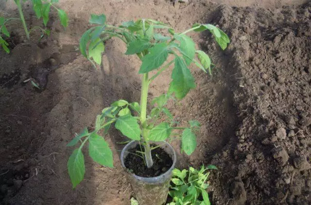 Tomate Golden Domes: caracteristici și descrierea soiului, fotografii, recenzii, cine a plantat, randament, video 7720_12