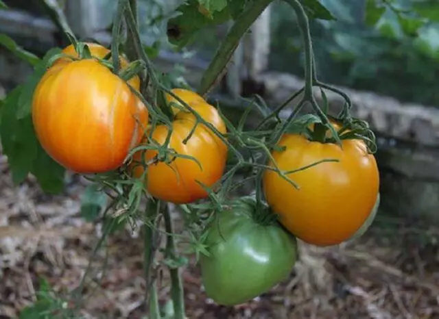 Tomato Gëllene Kuppelen: Charakteristiken a Beschreiwung vun der Varietéit, Fotoen, Bewäertungen, wien gepflanzt, nozeginn, Video 7720_3