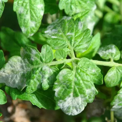 Tomate Golden Domes: caracteristici și descrierea soiului, fotografii, recenzii, cine a plantat, randament, video 7720_5