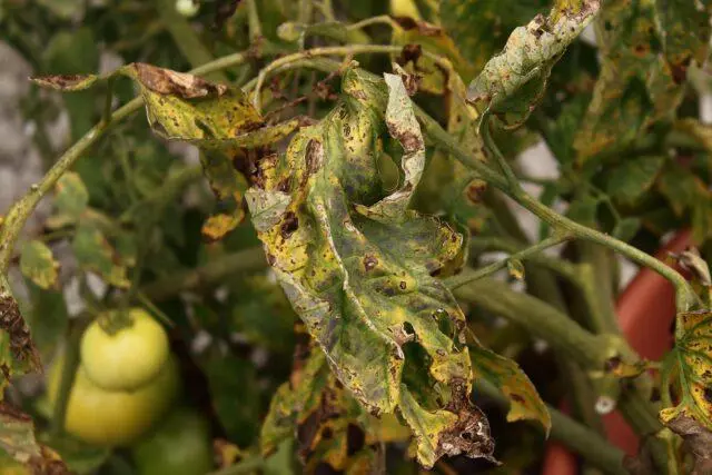 Tomate Golden Domes: caracteristici și descrierea soiului, fotografii, recenzii, cine a plantat, randament, video 7720_6