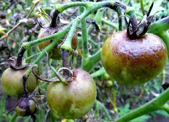 Tomate Golden Domes: caracteristici și descrierea soiului, fotografii, recenzii, cine a plantat, randament, video 7720_7