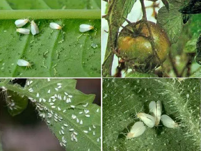 Tomato Golden domes: mga katangian at paglalarawan ng pagkakaiba-iba, mga larawan, repasuhin, sino ang nagtanim, nagbubunga, ng video 7720_8