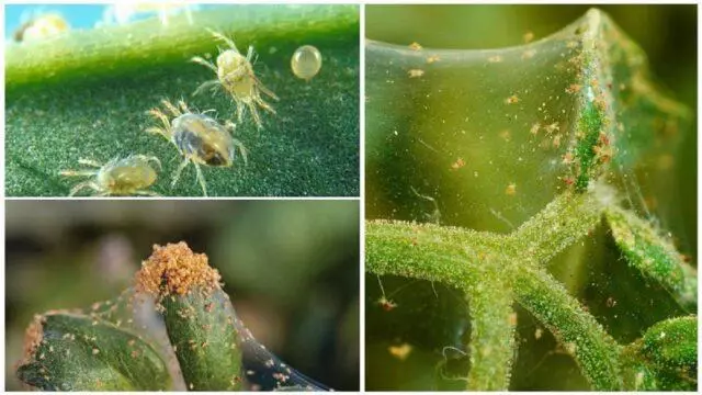 Tomato Golden Domes: Eigenschaften und Beschreibung der Sorte, Fotos, Bewertungen, wer gepflanzt, Ertrag, Video 7720_9