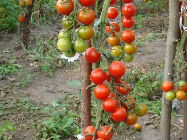 Tomàquets cherry: les millors varietats per a ús exterior