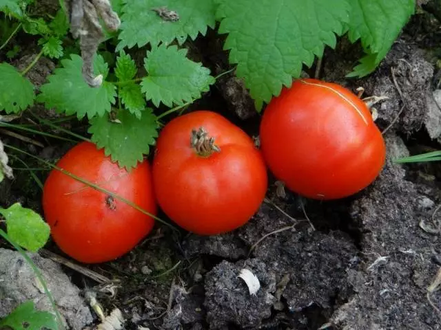 Tomato Snowdrop: popis odrůdy, fotografie, recenze 7729_1