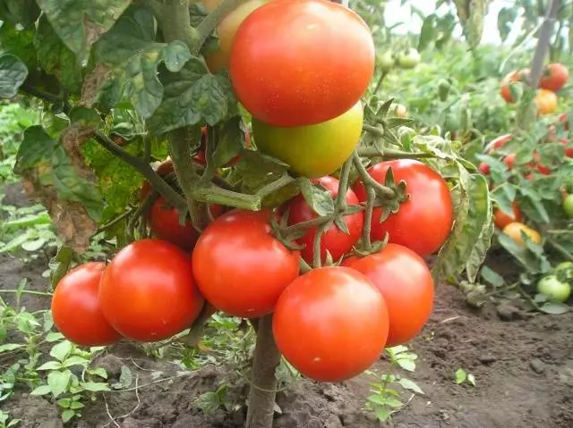 Tomato Snowdrop: iba't ibang paglalarawan, larawan, repasuhin 7729_3