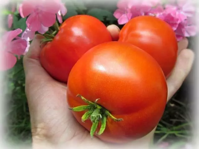 Tomato Snowdrop: ferskaat beskriuwing, foto's, resinsjes 7729_5