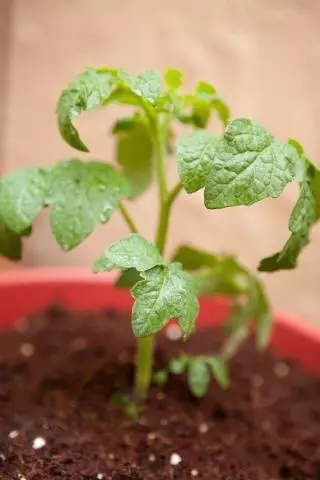 Tomato Snowdrop: iba't ibang paglalarawan, larawan, repasuhin 7729_7