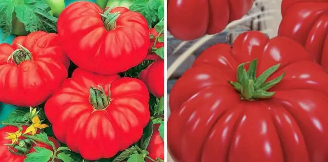 Tomate Nina: caracteristici și descrierea soiului, fotografii, recenzii 7730_2