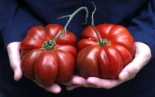 Tomate Nina: caracteristici și descrierea soiului, fotografii, recenzii 7730_3