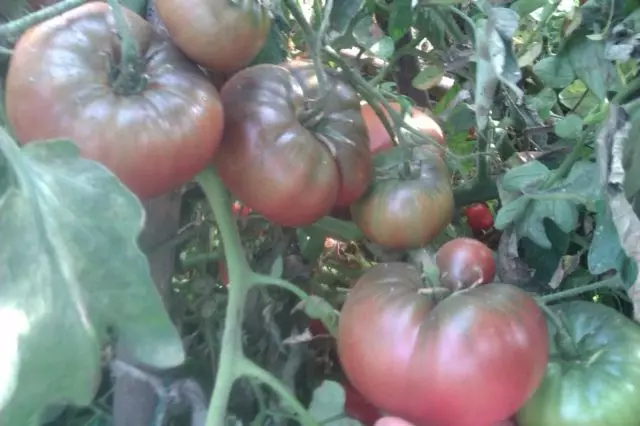 Tomato Black Elephant: lajikekuvaus, valokuvat, arvostelut, ominaisuudet, sato 7731_3